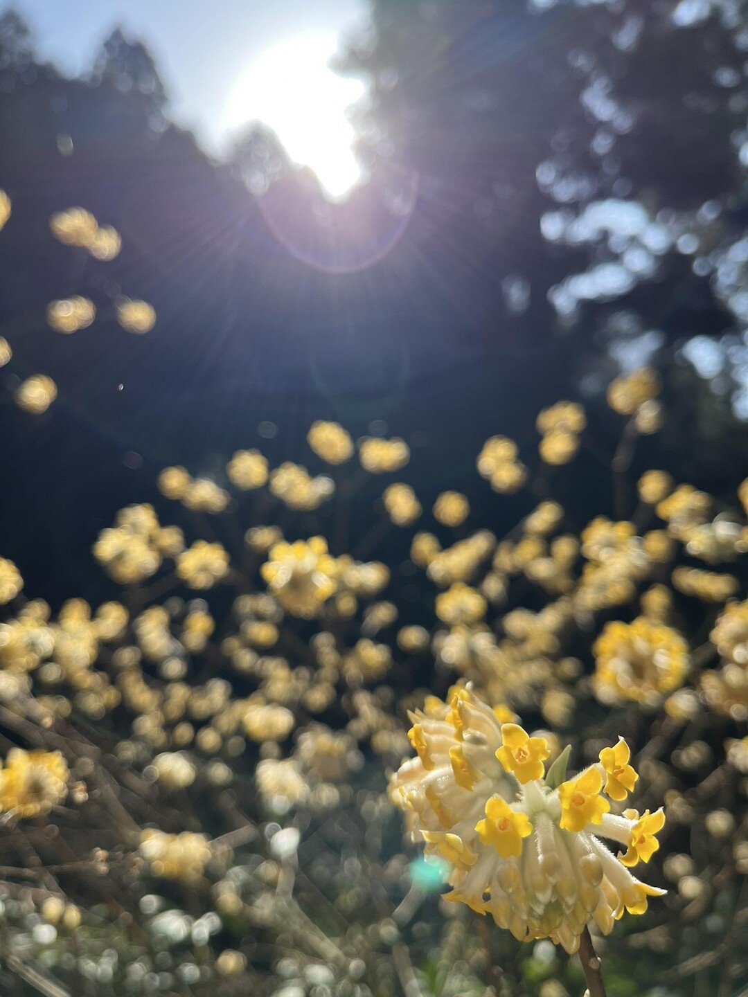 花尾山 / saiさんの花尾山の活動データ | YAMAP / ヤマップ