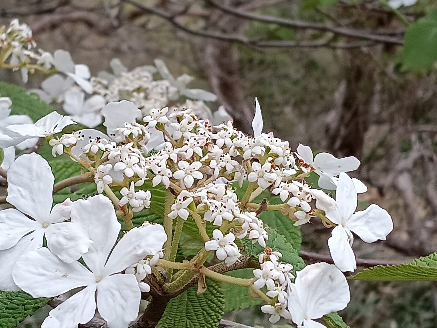 笹倉湿原から筒上山〜岩黒山を縦走 / まっちゃんさんのモーメント | YAMAP / ヤマップ