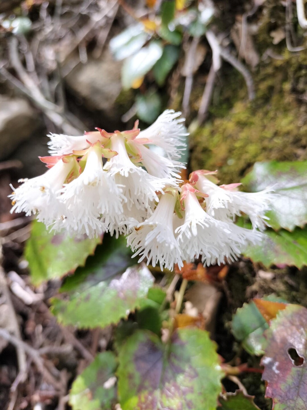 YAMAP未登録編 三石山 / Kimiちゃんさんの思親山・三石山の活動データ | YAMAP / ヤマップ