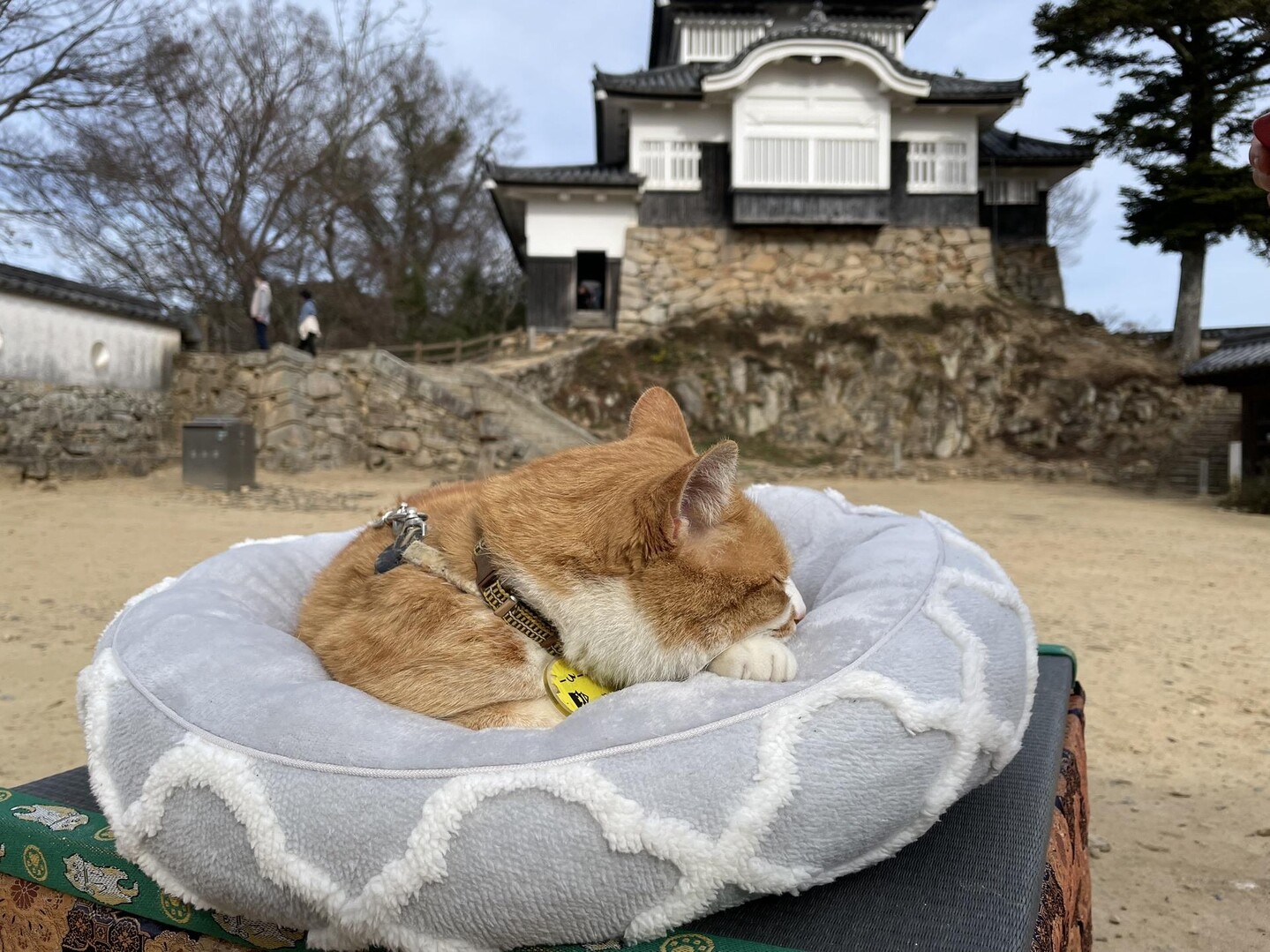 臥牛山 / なべ(ワンゲルOB)さんの備中松山城の活動データ | YAMAP / ヤマップ
