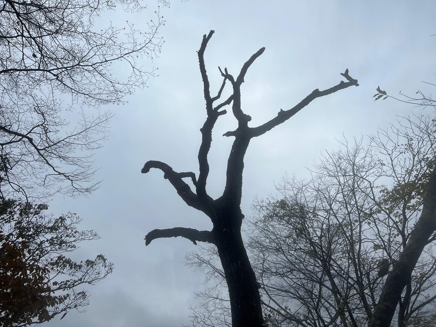 太白山 ややオラウータンに😂食欲無しPart III / ゴリラ(いちごちゃん、ウサギ)さんの太白山・萱ヶ崎山・蕃山の活動日記 | YAMAP / ヤマップ