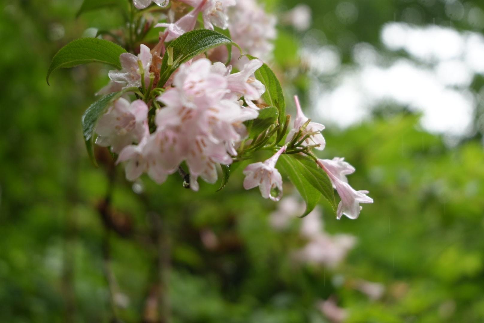 雨の鯛ノ巣山 / 6Kのパンチョさんの猿政山の活動データ | YAMAP / ヤマップ