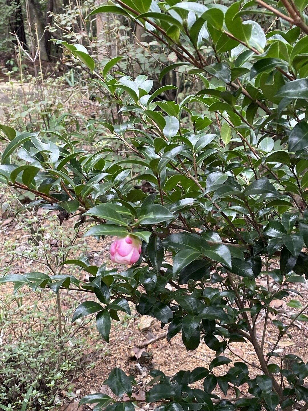 四王司山・岩山 / JBT5さんの勝山・四王司山の活動データ | YAMAP / ヤマップ