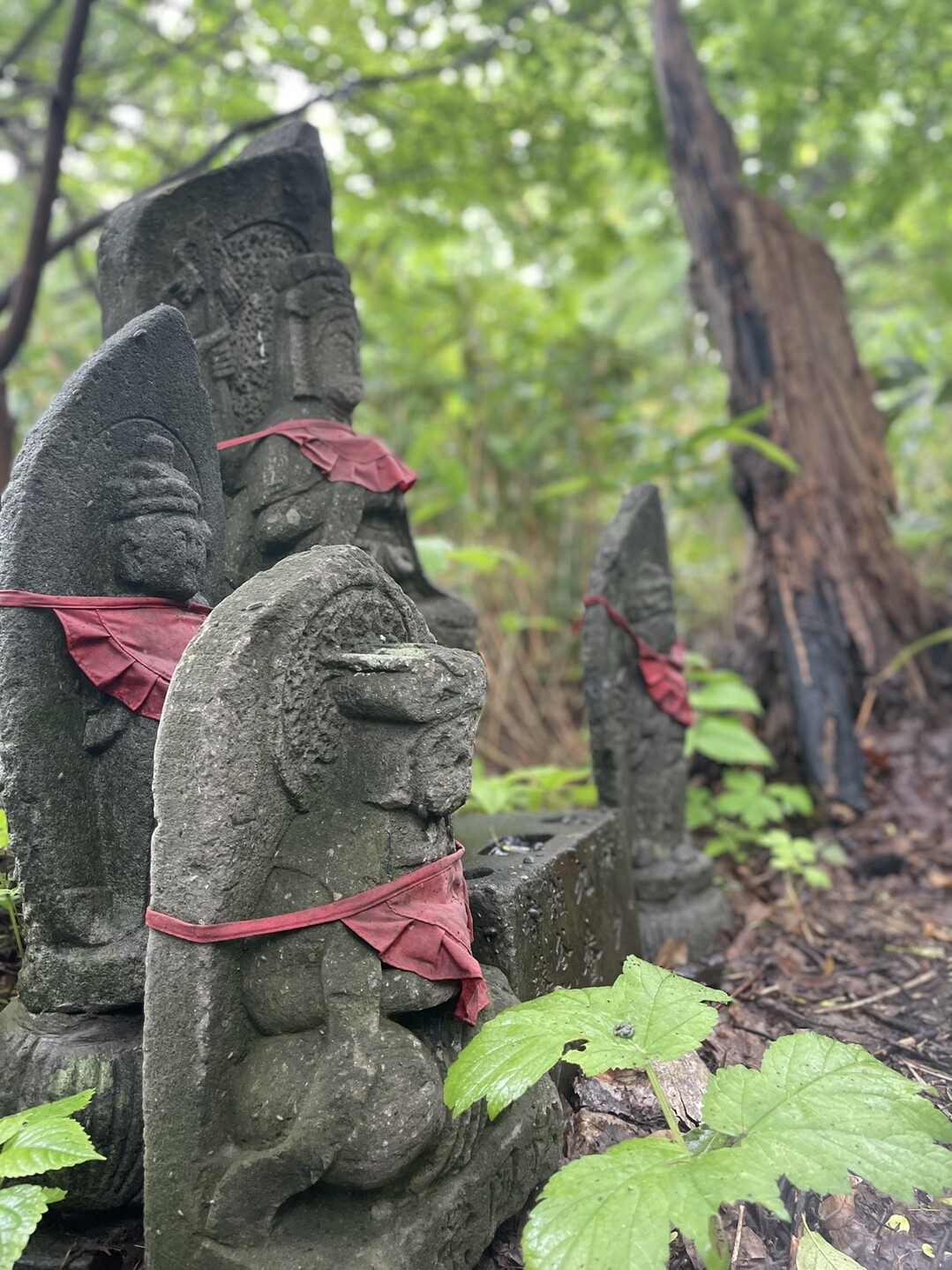 藻岩山 / akorenaさんの藻岩山の活動データ | YAMAP / ヤマップ