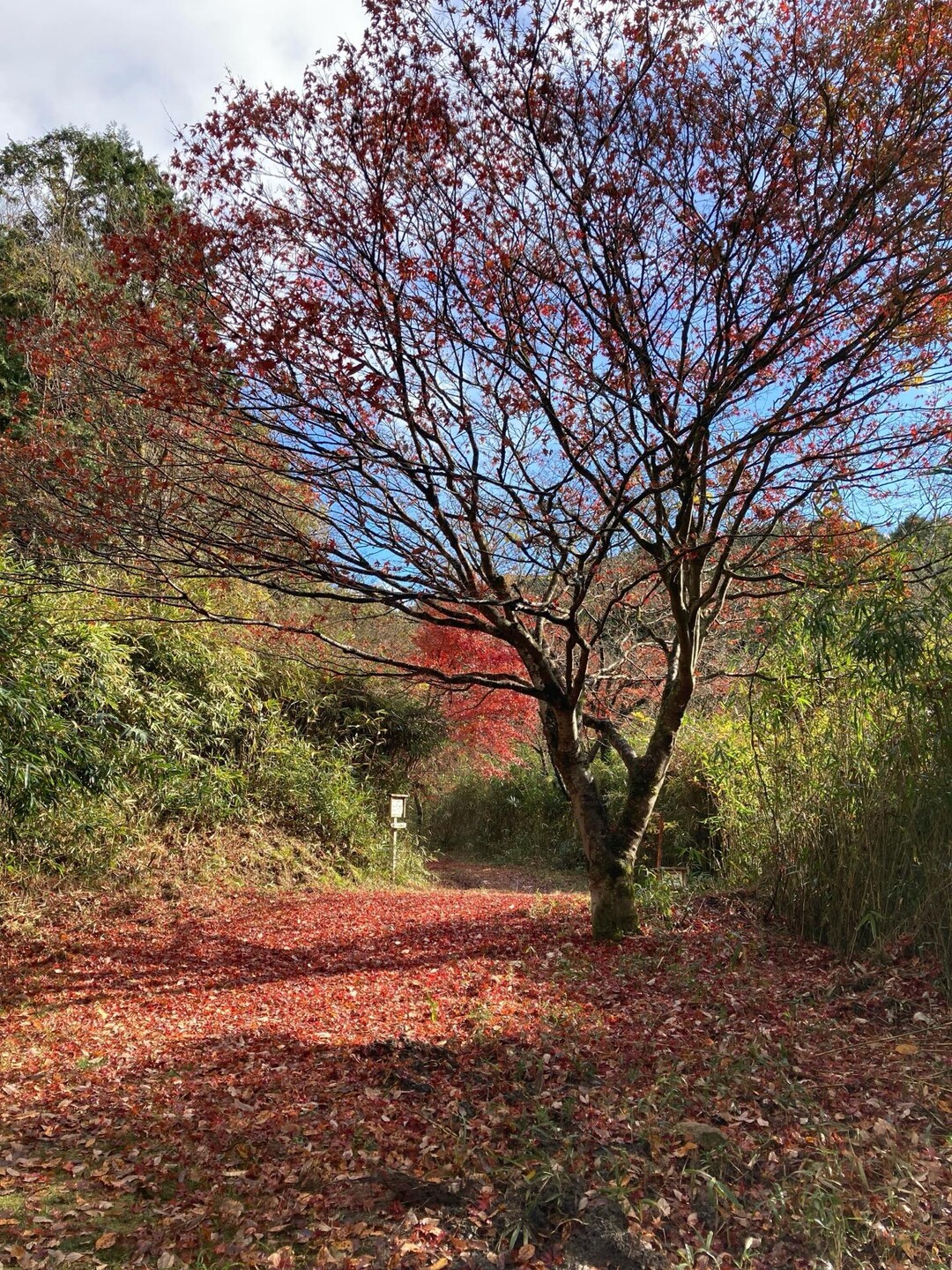 雨のち☀️の海上の森 / cooさんの猿投山・物見山の活動データ | YAMAP / ヤマップ