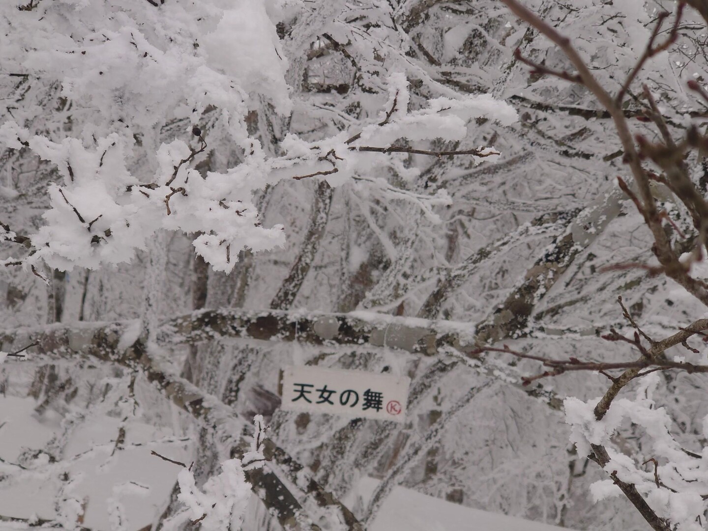 2024冬の天女の舞と頂 / yama-ikeさんの観音峯山・大普賢岳・山上ヶ岳・稲村ヶ岳の活動データ | YAMAP / ヤマップ