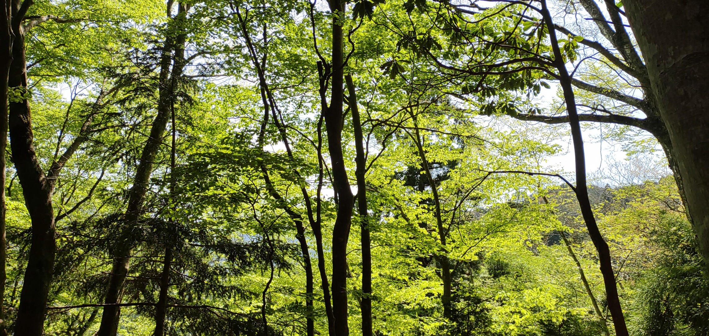 天狗堂・サンヤリ / itimiさんの天狗堂の活動データ | YAMAP / ヤマップ