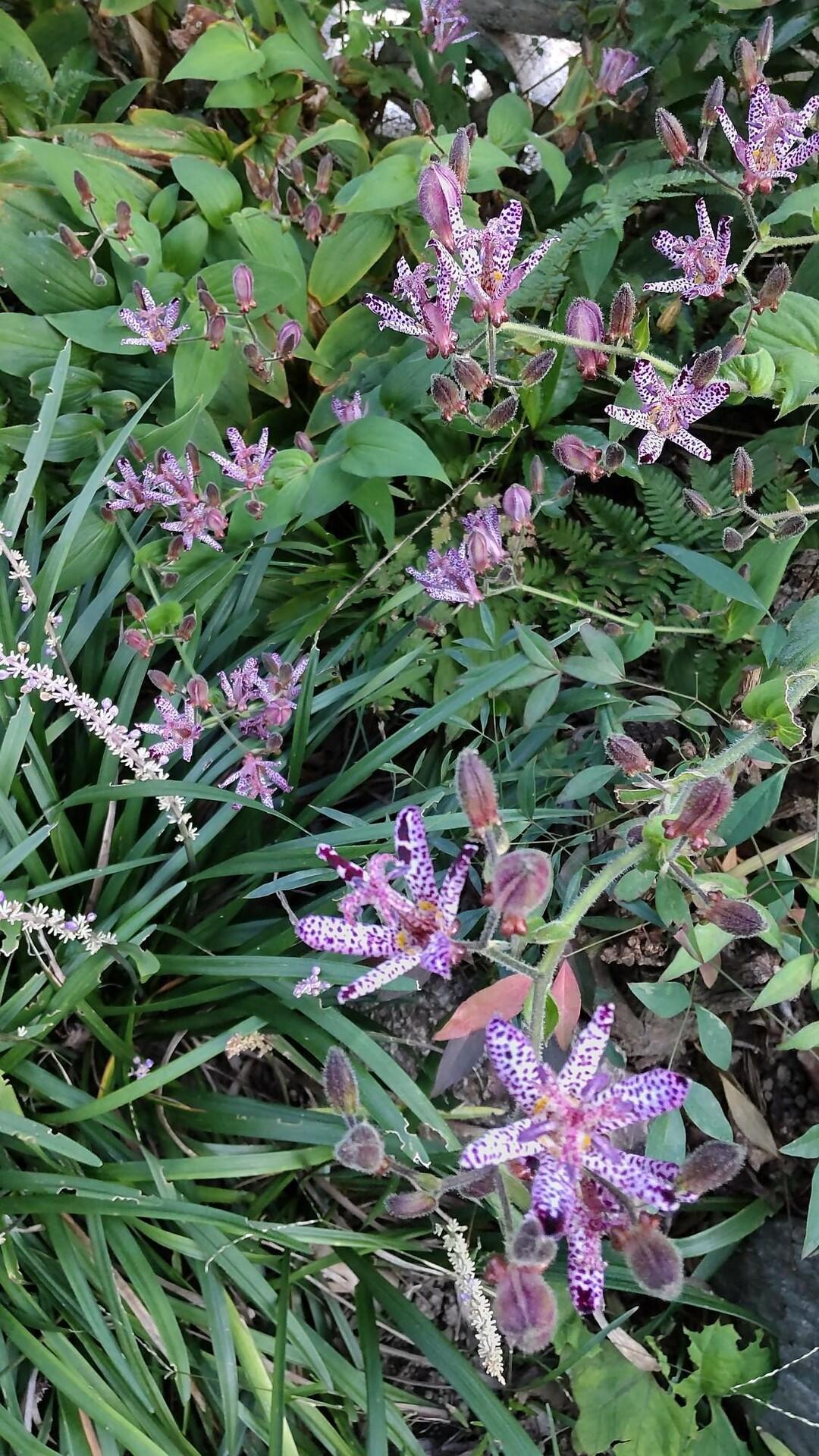 母が植えた我が家のホトトギスが満開となり... / オコジョさんのモーメント | YAMAP / ヤマップ