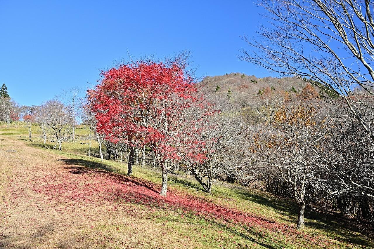 【初めての茶臼山】紅葉がきれいでした。 / チームNYさんの茶臼山・萩太郎山の活動データ | YAMAP / ヤマップ