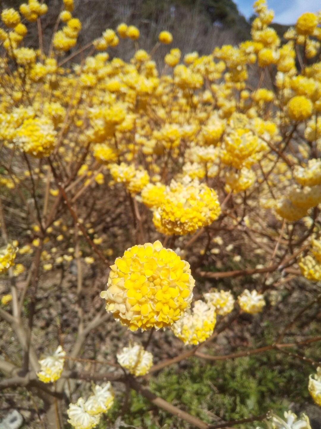 雁飛山 / へろねずみさんの雁飛山の活動データ | YAMAP / ヤマップ