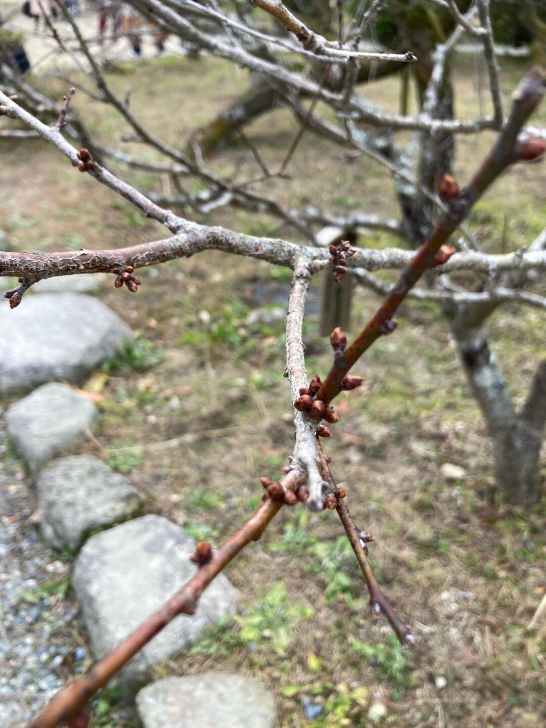 ぐるっと太宰府まわり（岩屋山・大城山・大原山・水瓶山） / IMATさんの宝満山・三郡山・若杉山の活動データ | YAMAP / ヤマップ
