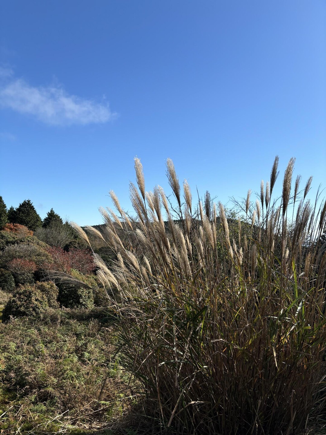 経ケ峰-2024-11-24 / ma・goさんのウォーキングの活動日記 | YAMAP / ヤマップ