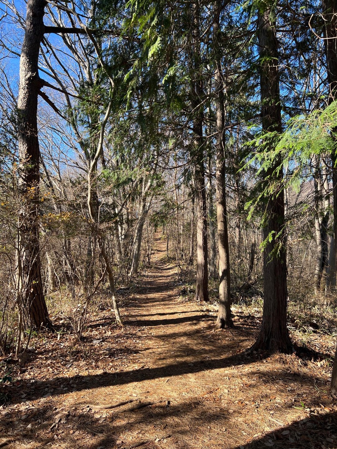 ポポンPさんの投稿したフィールドメモ | YAMAP / ヤマップ