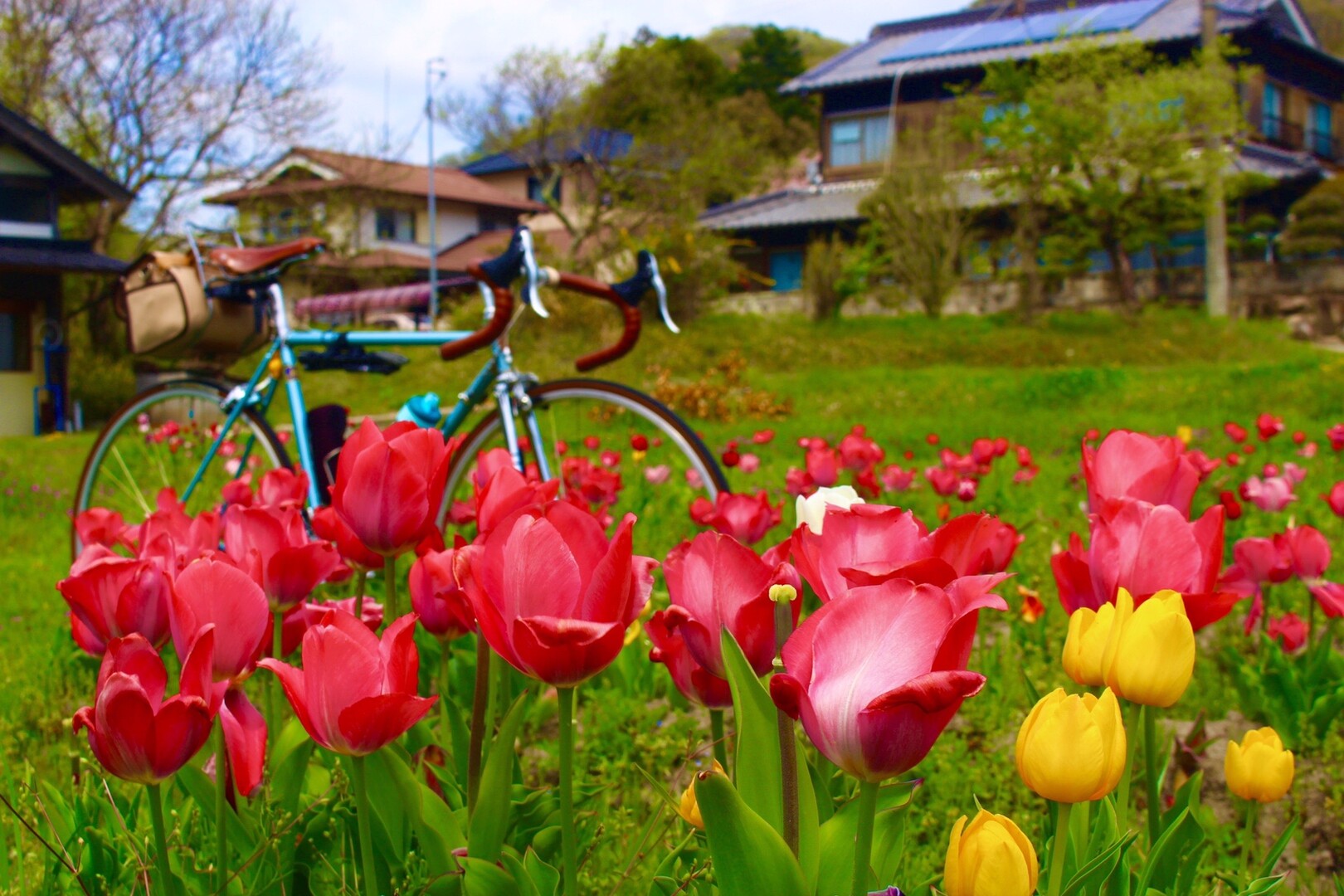 チューリップと自転車(蓮華草も)🚲 / kazu51さんのモーメント | YAMAP / ヤマップ