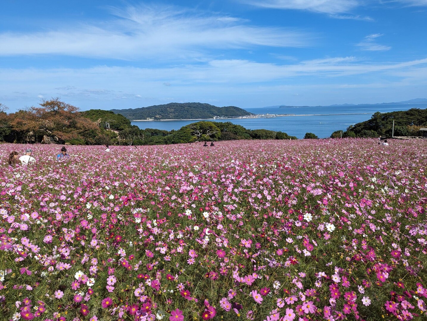 能古島-コスモスランニング / Samさんの能古島の活動データ | YAMAP / ヤマップ