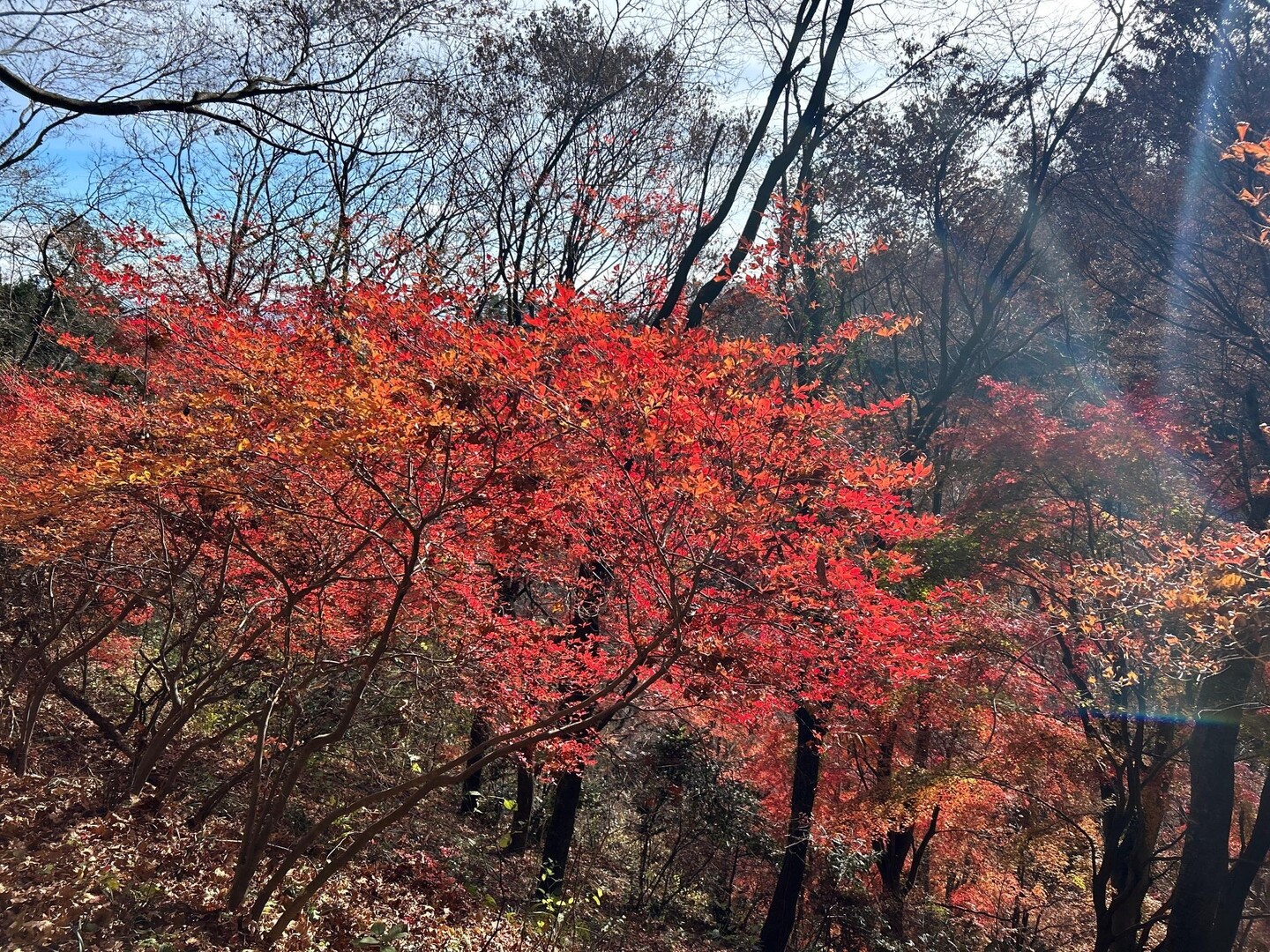 鹿狼山 / na.oさんの鹿狼山の活動データ | YAMAP / ヤマップ