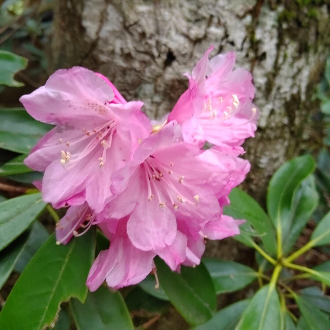 久々ぶりの犬ヶ岳・一ノ岳周回 / kazuakaさんの犬ヶ岳・求菩提山の活動データ | YAMAP / ヤマップ