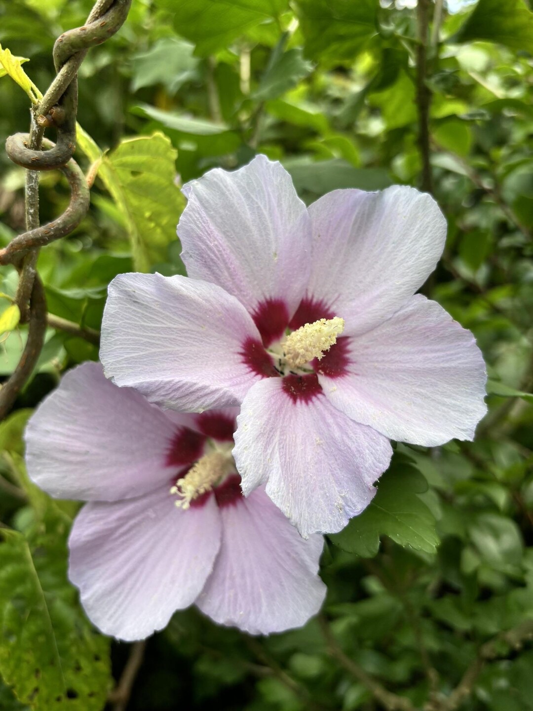 母ヶ岳 / tomomiさんの母ヶ岳の活動データ | YAMAP / ヤマップ