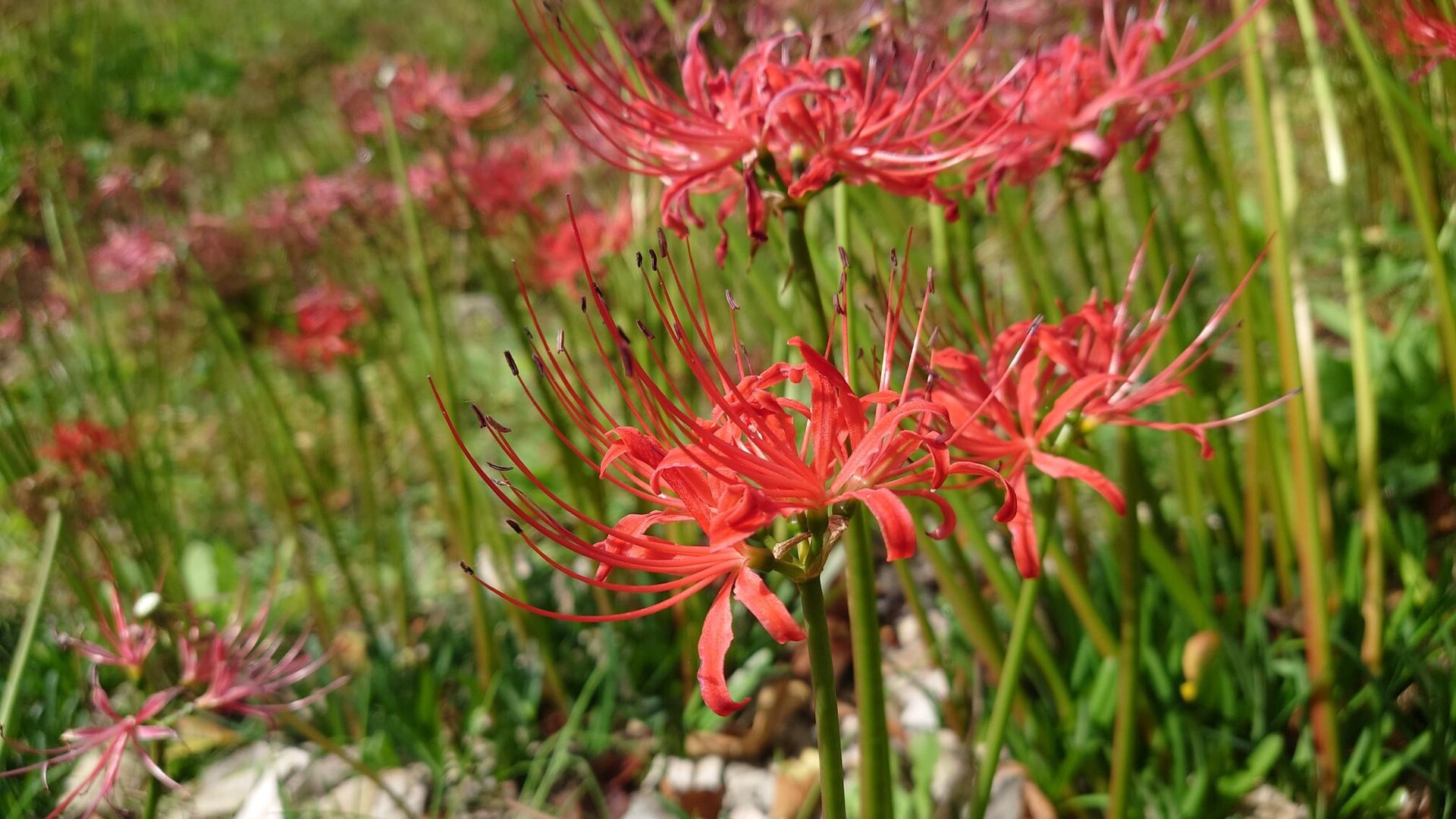 城山230m / ナオキさんの経塚山・秋葉山の活動データ | YAMAP / ヤマップ