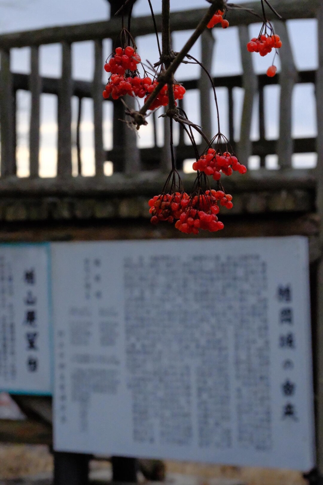 楯山 / dekan_de_kanさんの甑岳・楯山の活動データ | YAMAP / ヤマップ