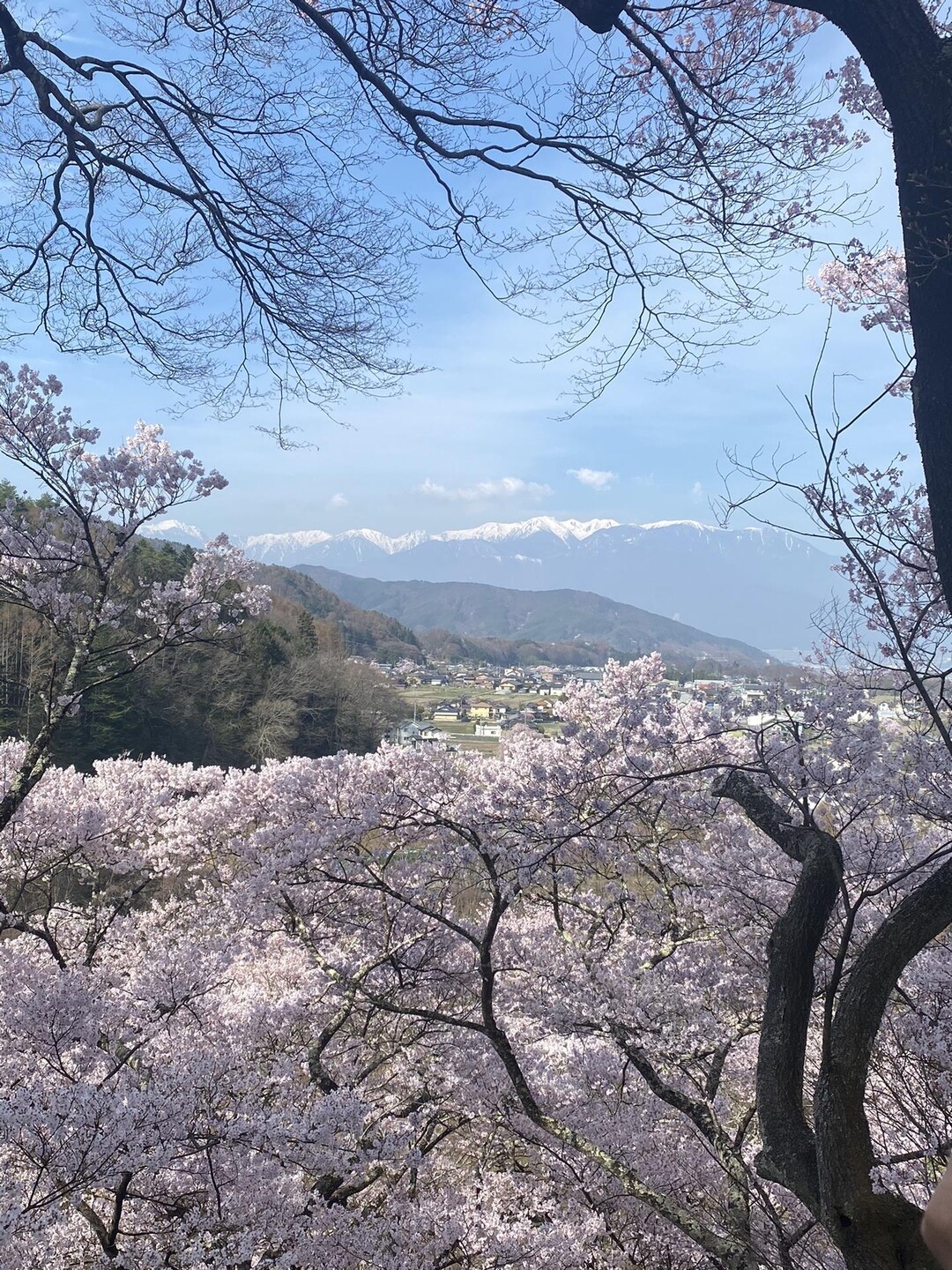 お散歩 / サクラッコ🌻さんのモーメント | YAMAP / ヤマップ