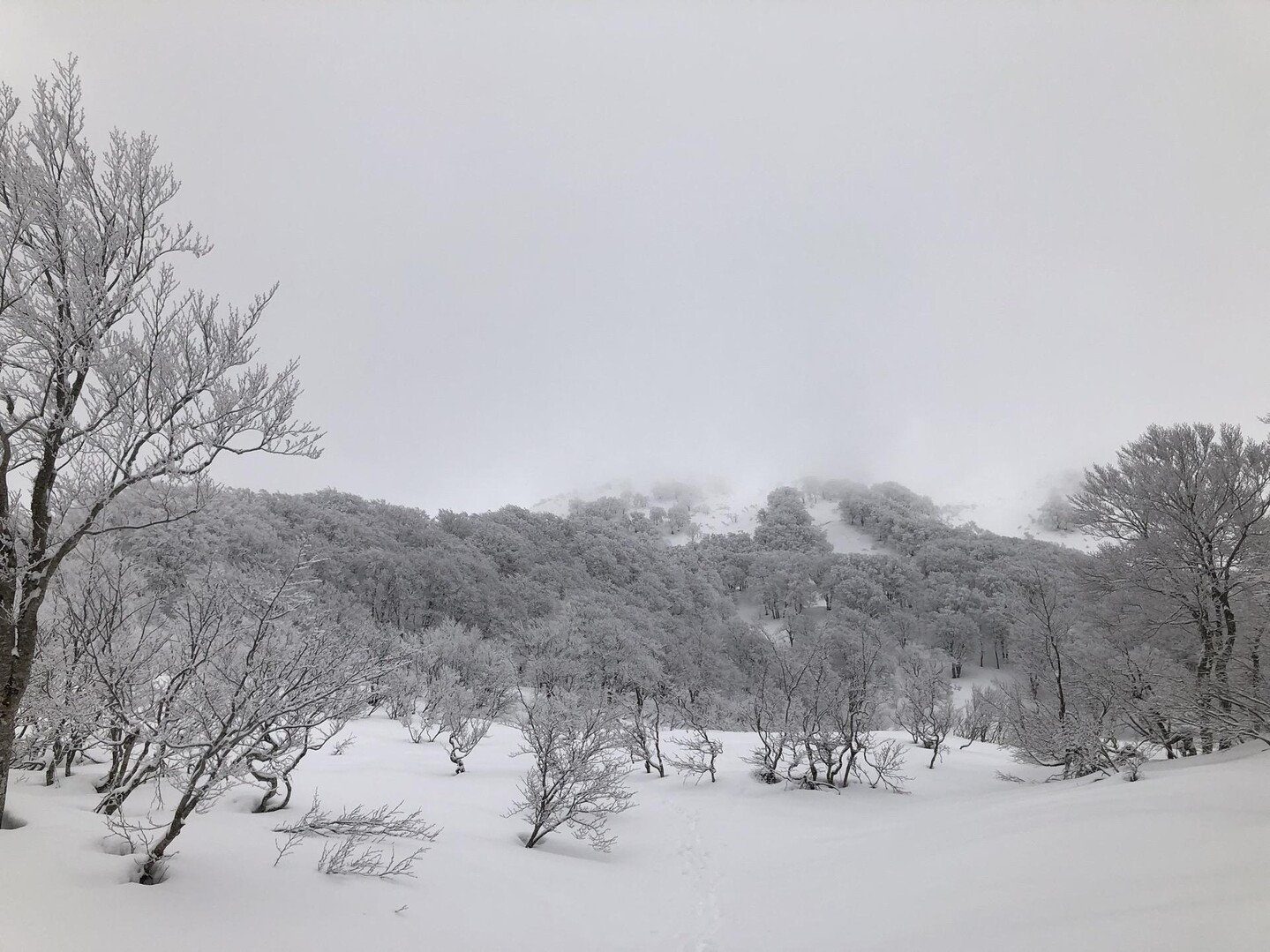 西法寺森（弘前市） / snow@ystさんの岩木山（岩鬼山）・鳥海山・鍋森山の活動データ | YAMAP / ヤマップ