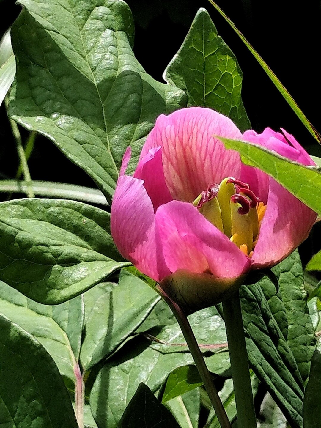 観音峯・稲村ヶ岳・大日山・クロモジ尾〜みたらい渓谷 / アトリさんの観音峯山・大普賢岳・山上ヶ岳・稲村ヶ岳の活動データ | YAMAP / ヤマップ