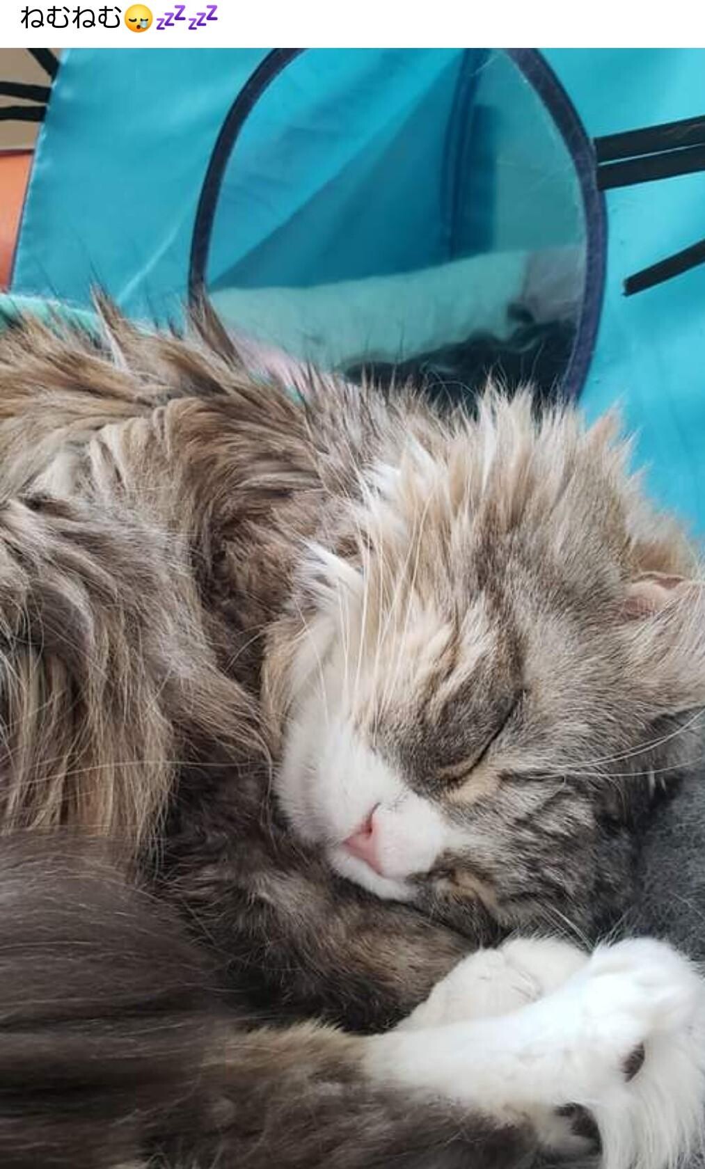 4年前の今日 うちのニャンコはステキなテ... / muff さんのモーメント | YAMAP / ヤマップ
