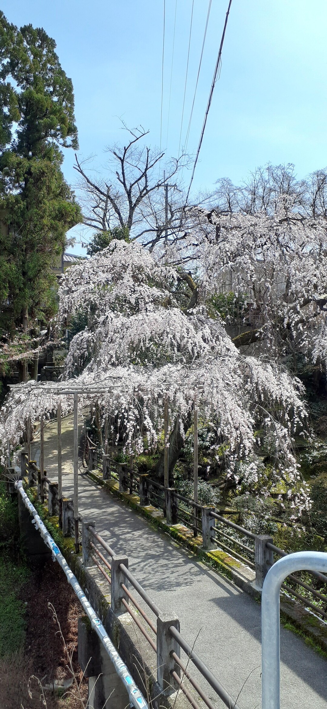 山科一周 / うえあきさんの大文字山・如意ヶ嶽・稲荷山の活動データ | YAMAP / ヤマップ