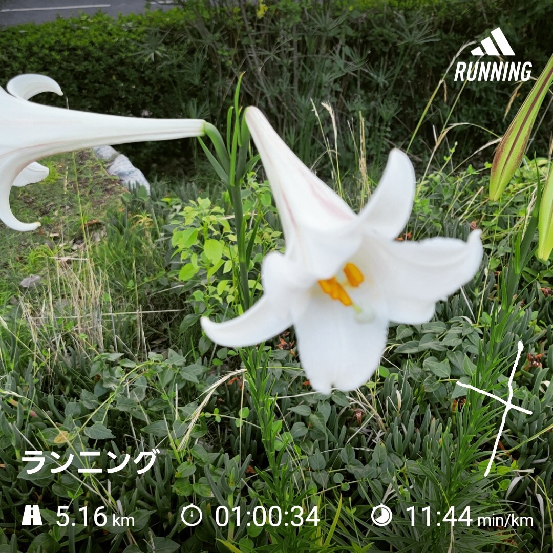 道端に咲くタカサゴユリ 朝活 筋トレ ... / NOMさんのモーメント | YAMAP / ヤマップ