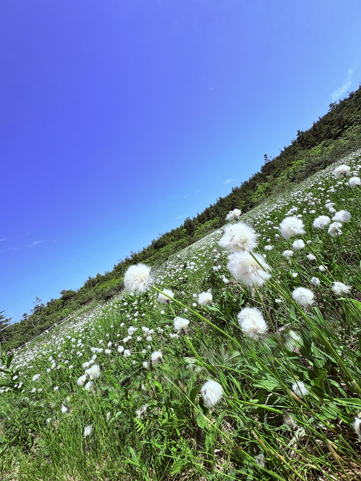 蔵王連峰① いろは沼が最高！ / Adumanさんの蔵王山・雁戸山・不忘山の活動データ | YAMAP / ヤマップ