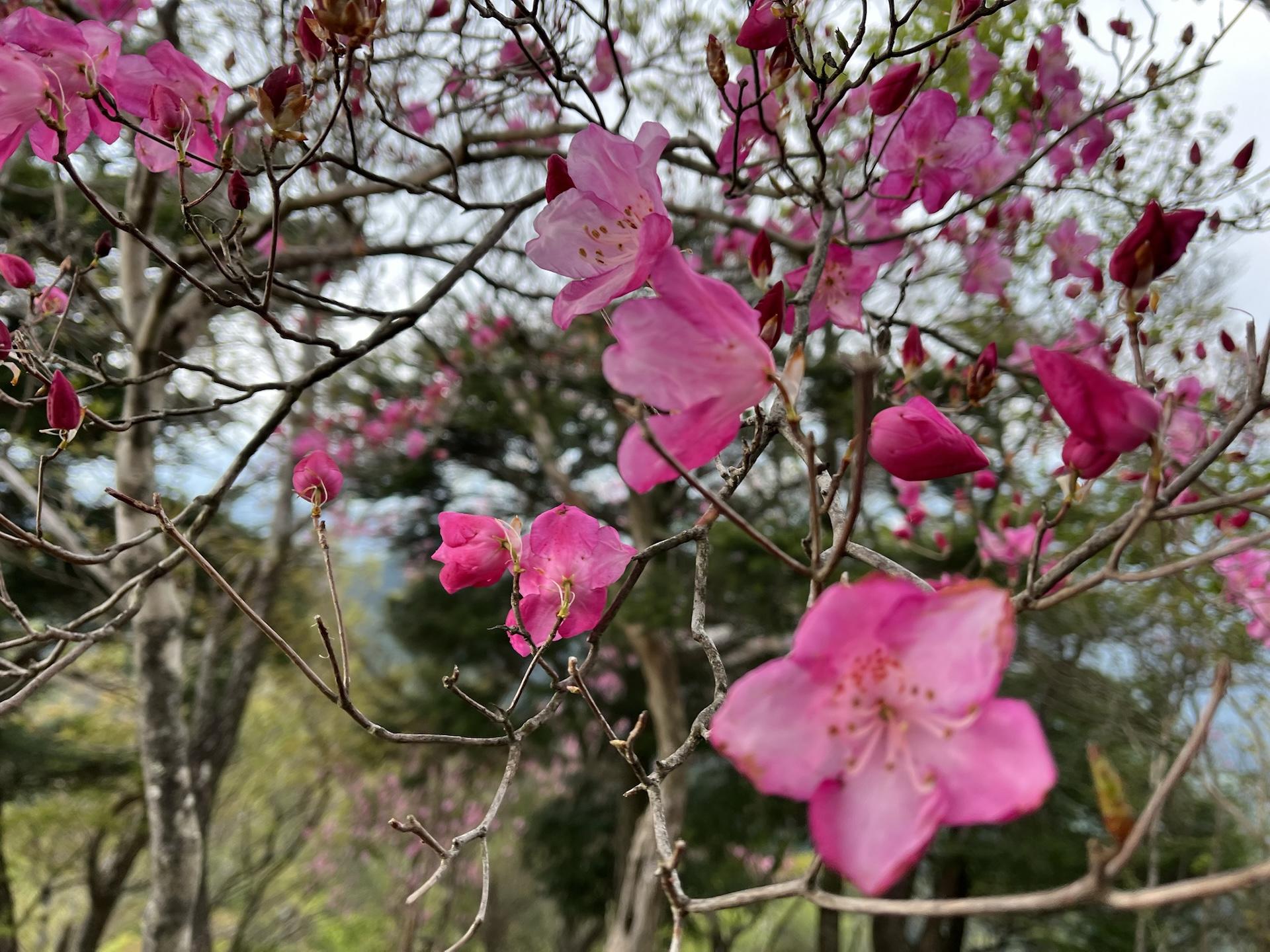南奥駆けをちょっと 古屋宿〜地蔵岳・笠捨山 / greenmoonきくちゃんさんの大峯奥駈道 その4（行仙宿～玉置山）の活動データ | YAMAP / ヤマップ