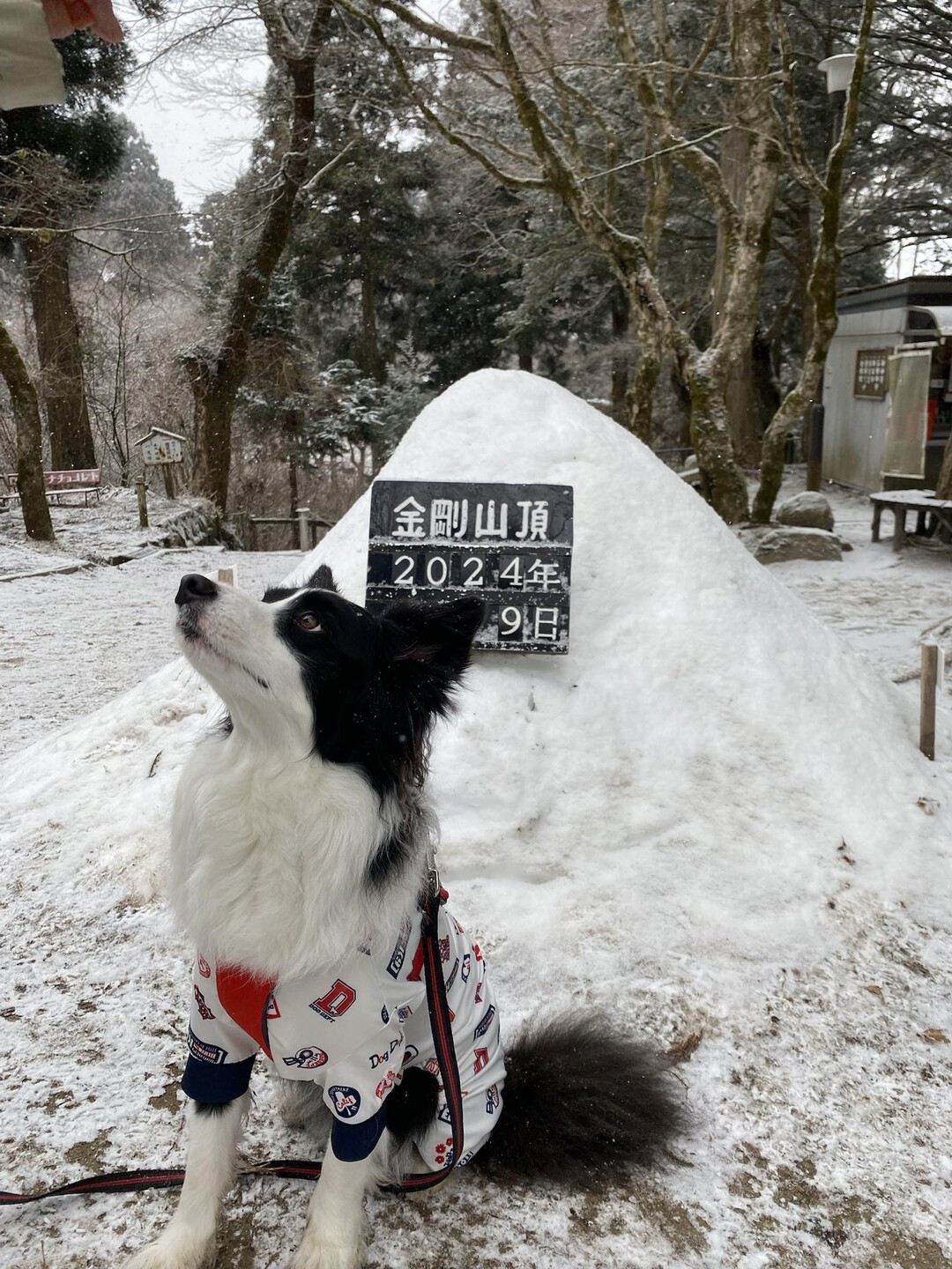 金剛山 trek the dog / tetsuyasammyさんの金剛山・二上山・大和葛城山の活動データ | YAMAP / ヤマップ