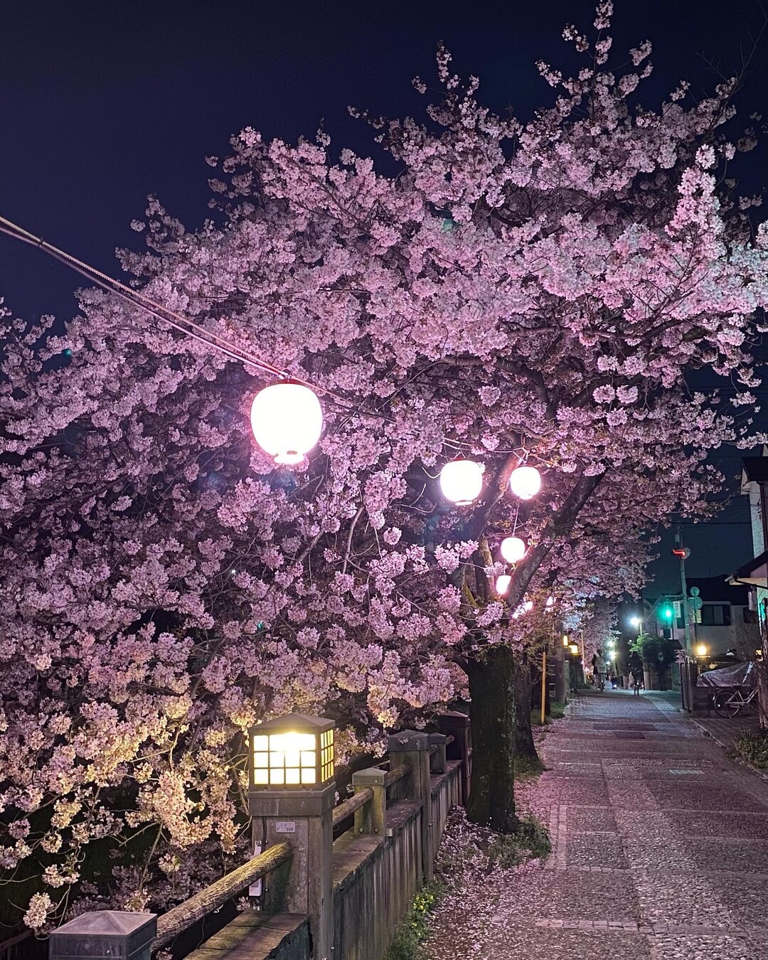 Sakura 2022🌸🌸🌸 / Alsuさんのモーメント | YAMAP / ヤマップ