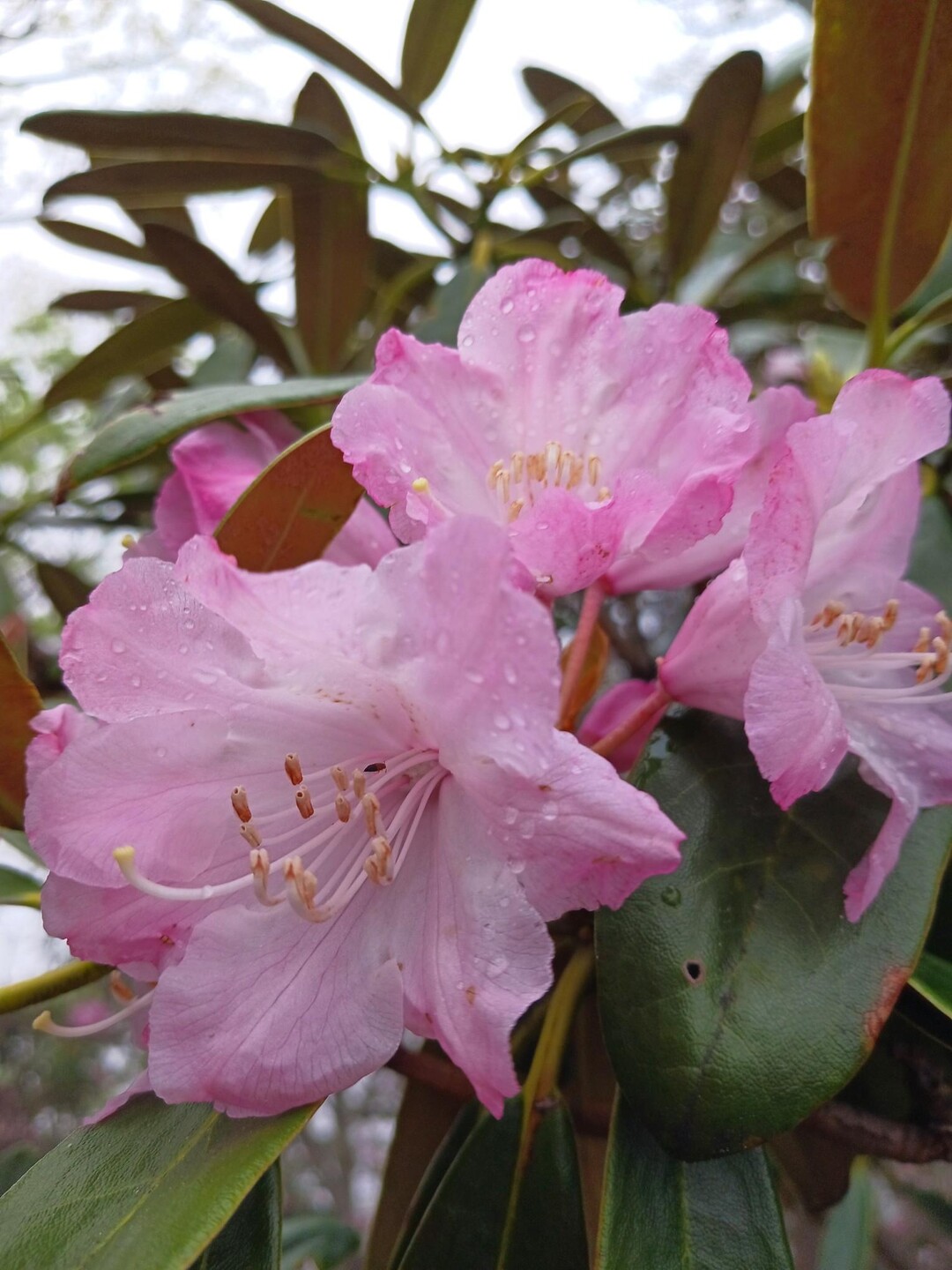 三尖・黒岳・親父山🌺 / hiroyoさんの祖母山の活動日記 | YAMAP / ヤマップ