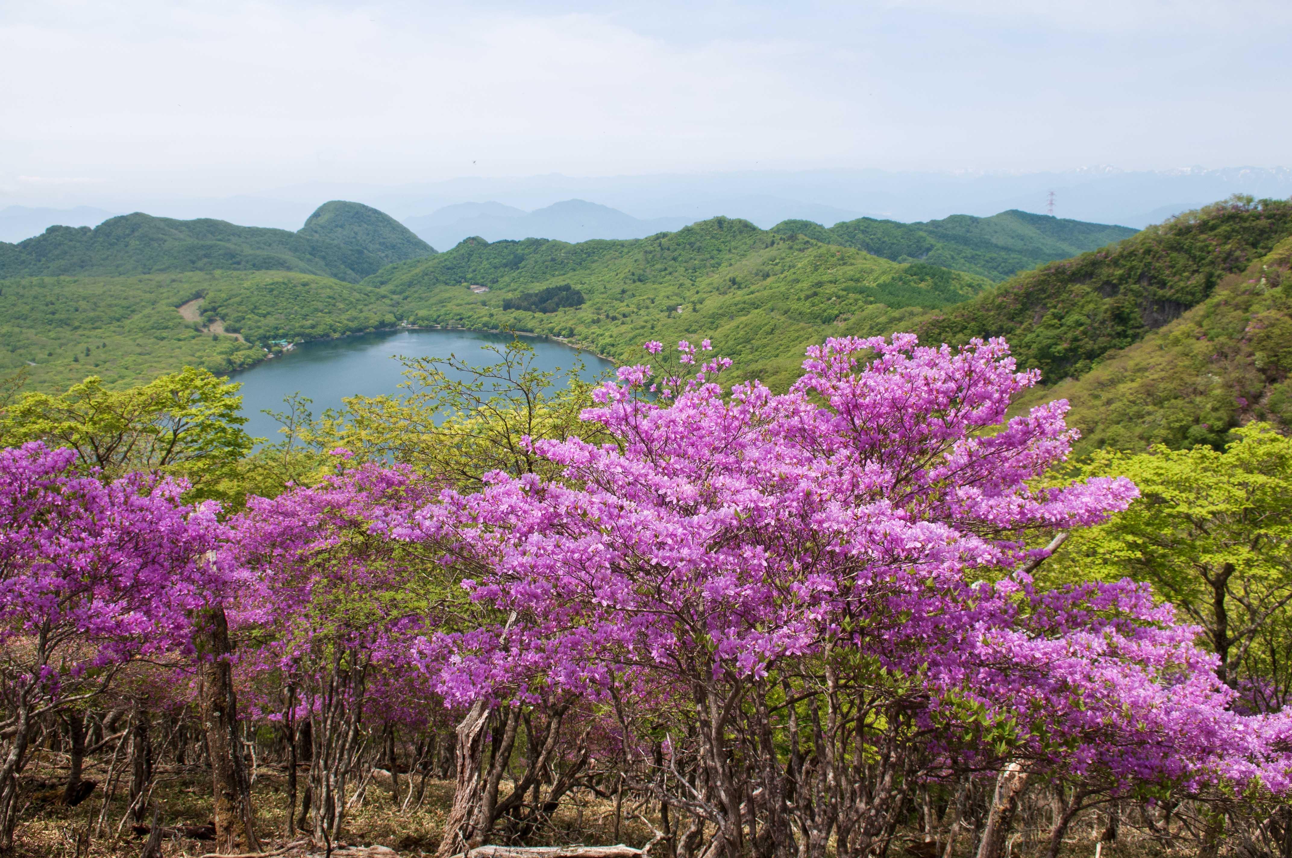 2日連続の赤城黒檜：白と紫を求めて / yama walkerさんの赤城山・黒檜山・荒山の活動データ | YAMAP / ヤマップ