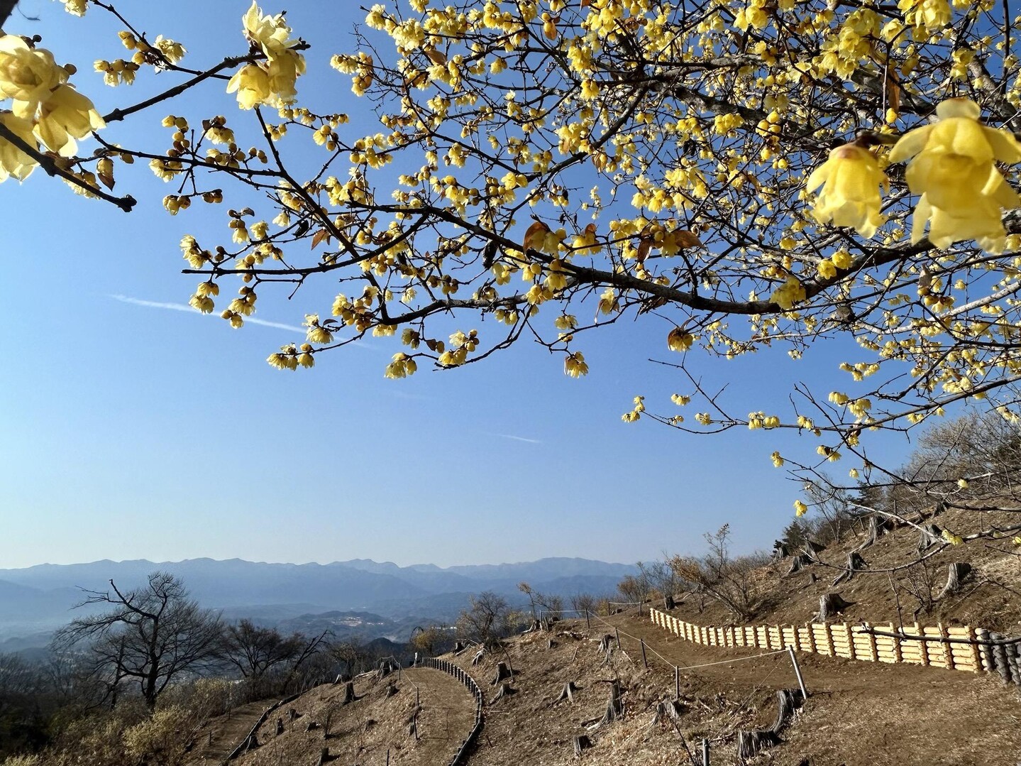 蝋梅を愛でに氷池からの宝登山🌼 / Yamanami(ヤマナミ)🌙さんの宝登山・長瀞アルプス・不動山・陣見山・鐘撞堂山の活動データ | YAMAP / ヤマップ