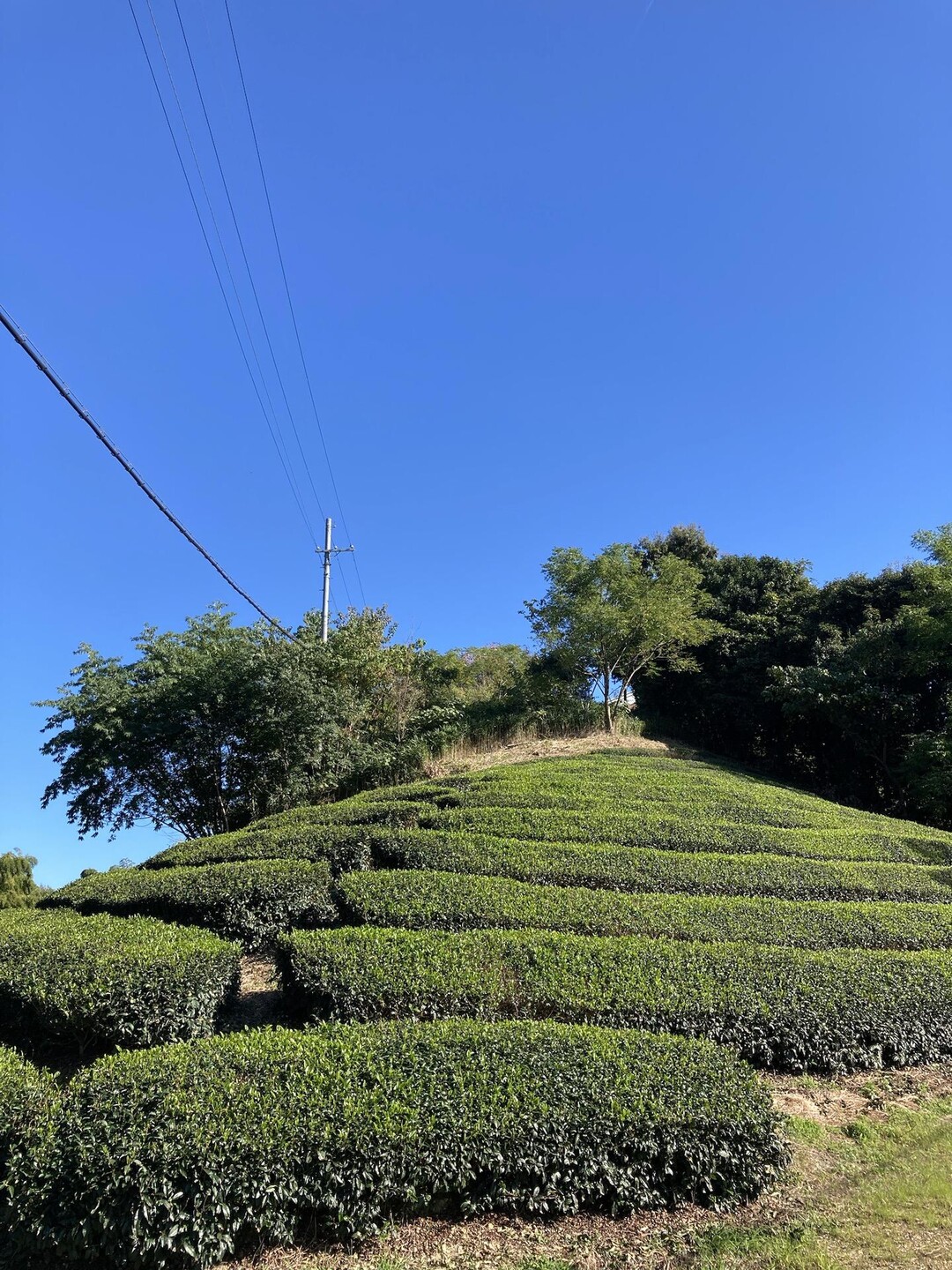 神君伊賀越えの道 飯岡（いのおか）の茶畑... / siriaさんのモーメント | YAMAP / ヤマップ