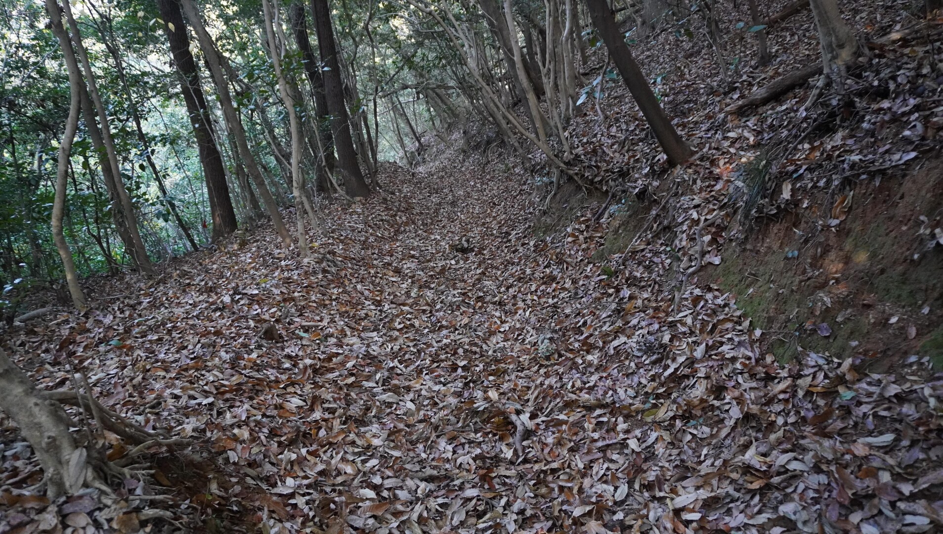 嶽山 朝の山歩 R4-32 / Zatoさんの嶽山・若山・四熊ヶ岳の活動データ | YAMAP / ヤマップ