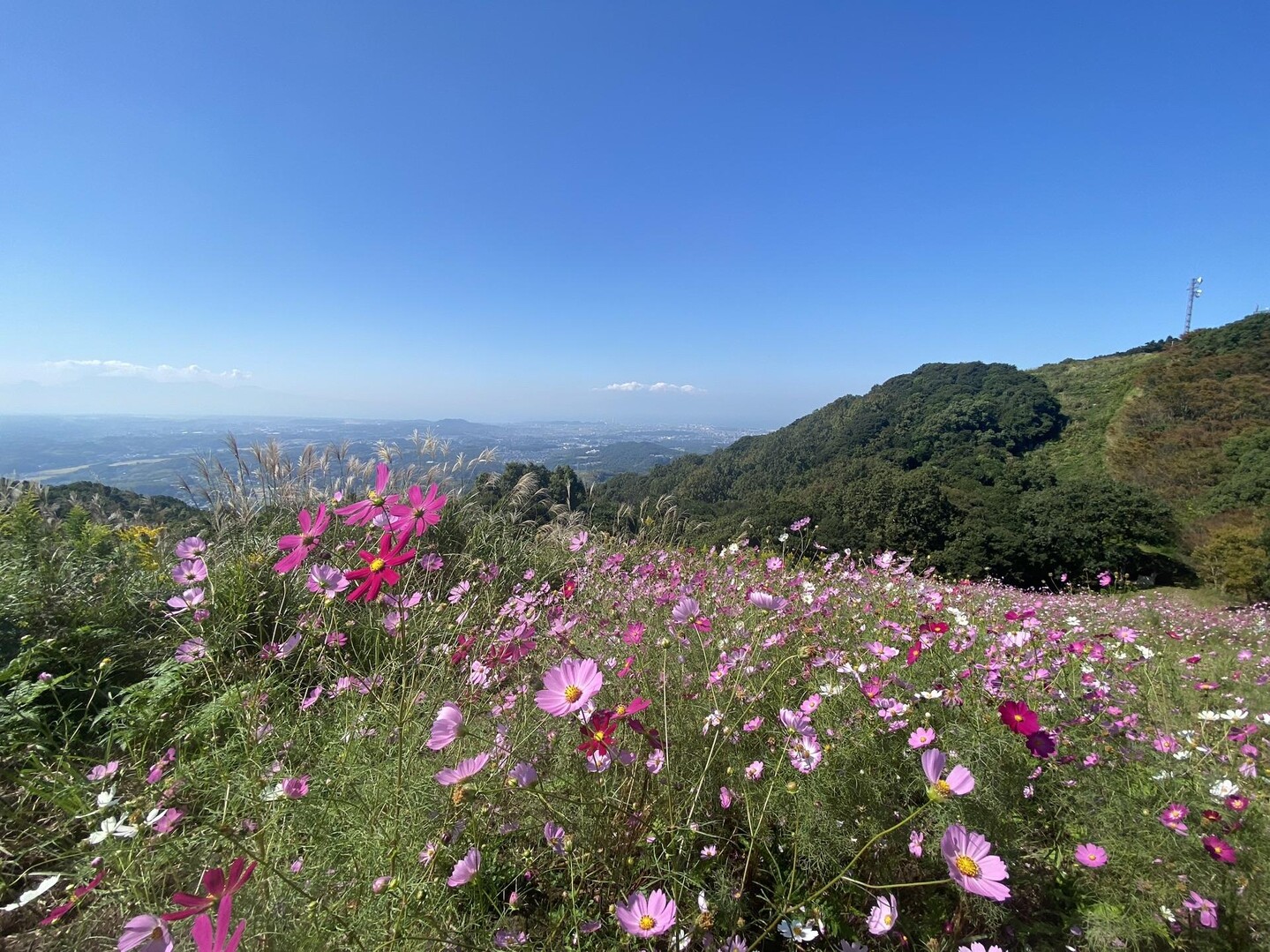 鳴川山🌸満開のコスモス園🌸 / mo_caさんのハイキングの活動データ | YAMAP / ヤマップ