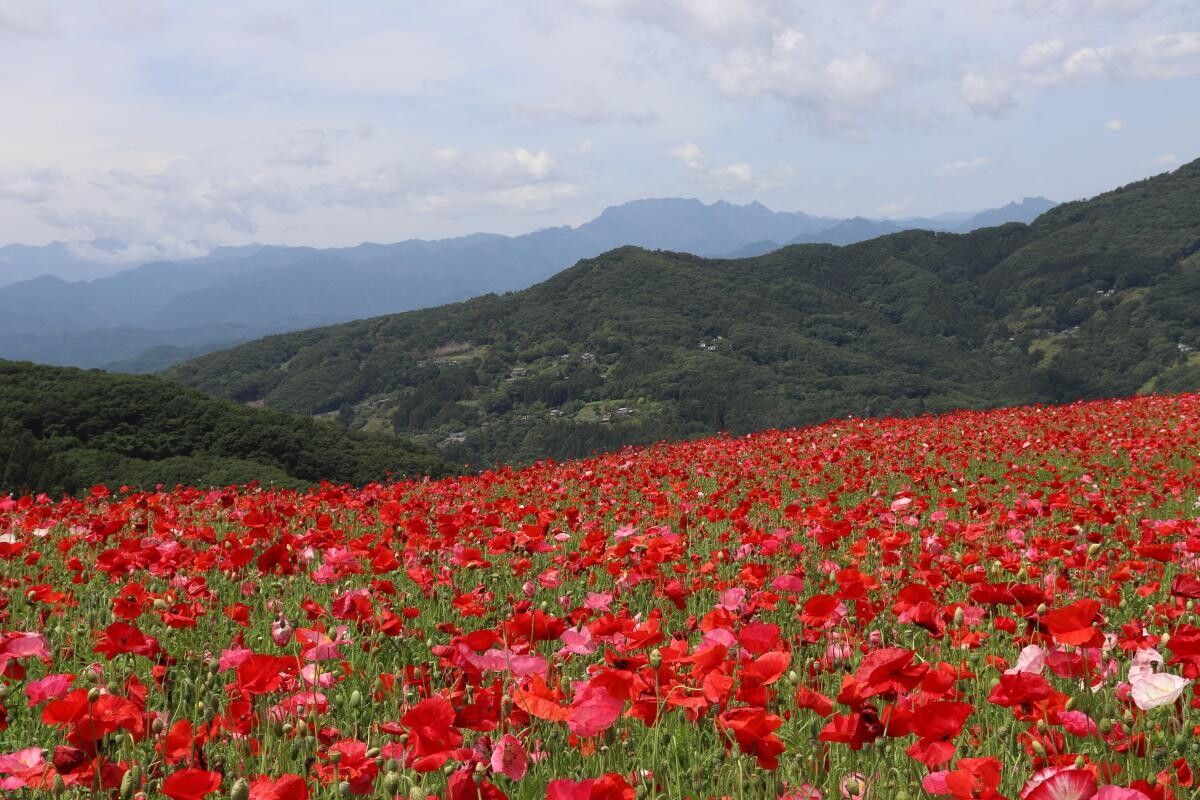 天空のポピーと大霧山 / nabe_kumaさんの堂平山・笠山（乳房山）・大霧山の活動データ | YAMAP / ヤマップ