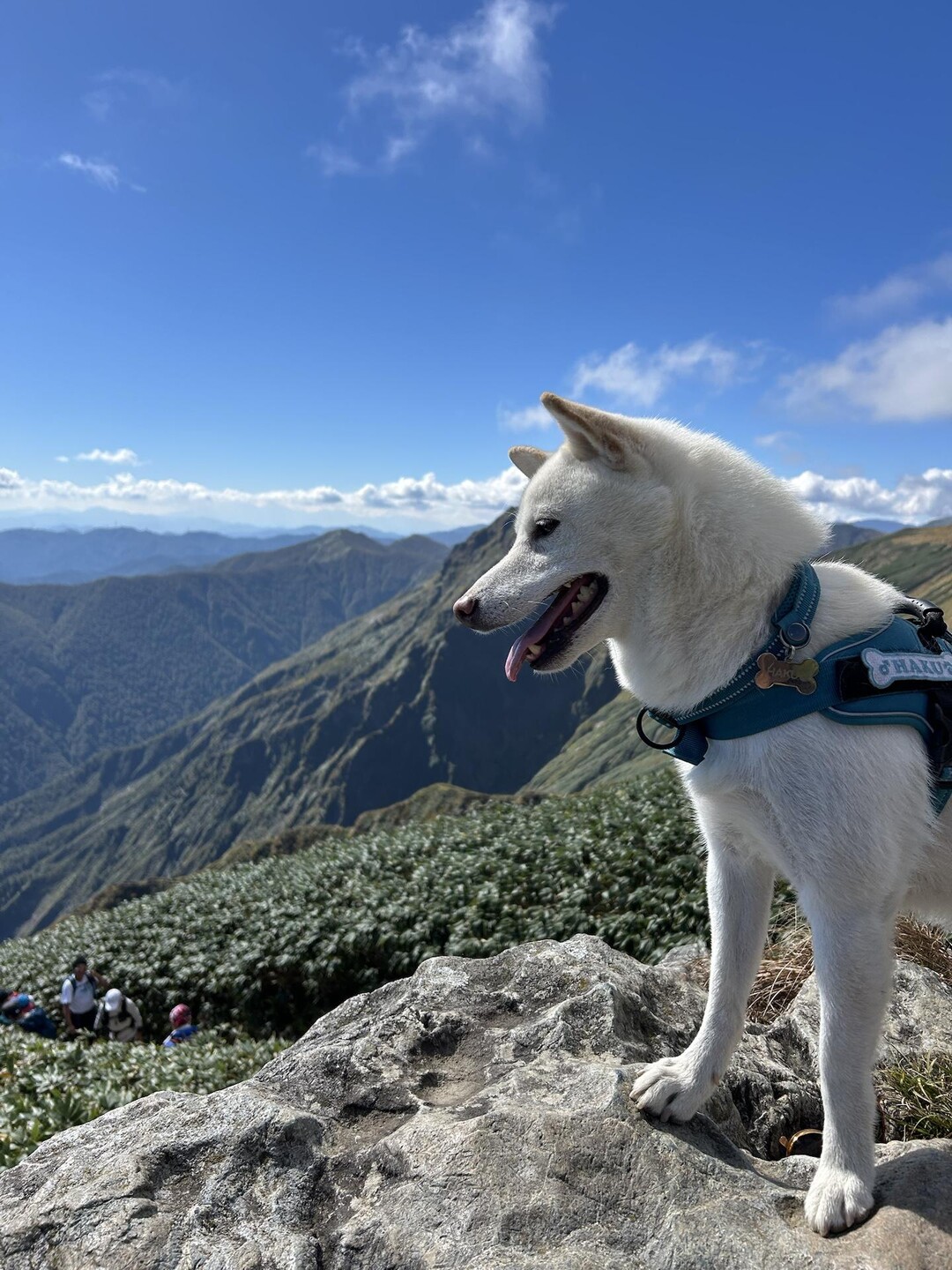 谷川岳②（犬連れ） / HAKU&NAOさんの谷川岳・七ツ小屋山・大源太山の活動データ | YAMAP / ヤマップ