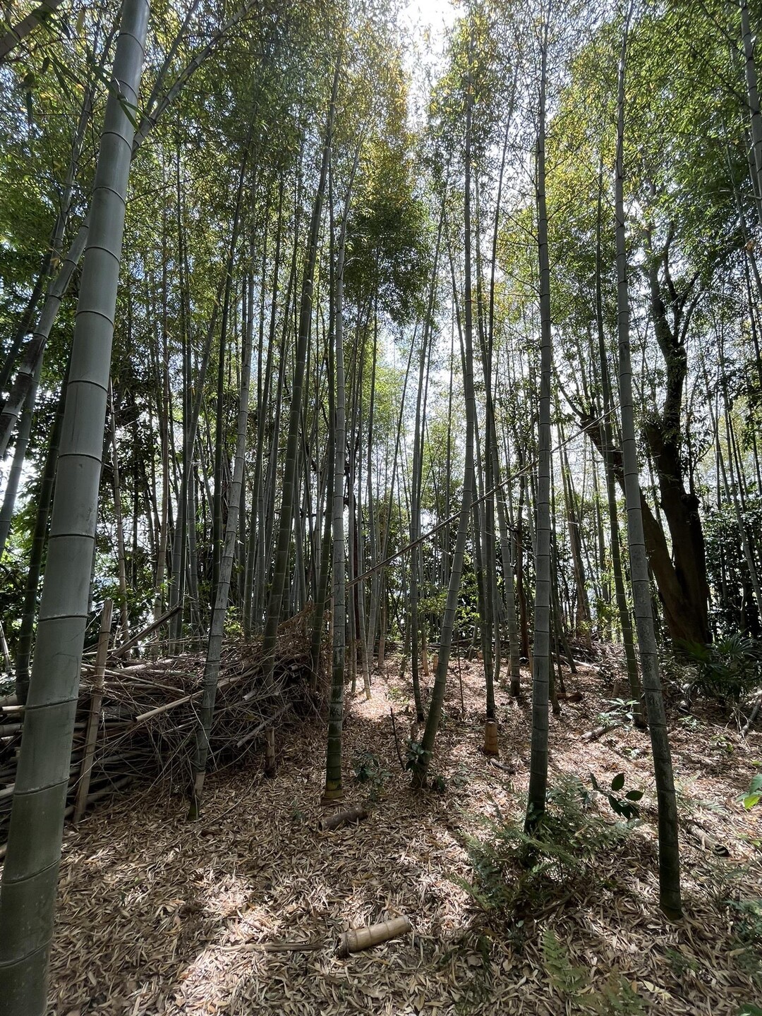 Kasuga City Small Hills 上の山・岡本山 / mossybongoさんの犬鳴山・西山（鮎坂山）の活動データ ...