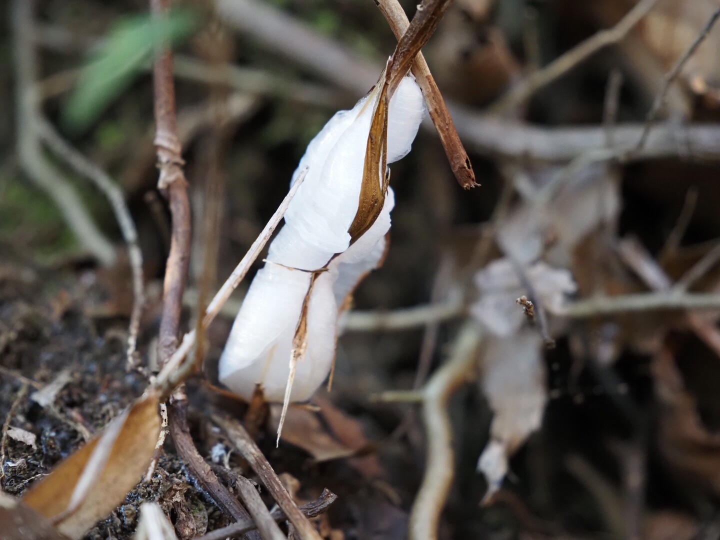 2021-12-18 高尾山へ カメラ練習とシモバシラを探しに☺️ / sugiさんのウォーキングの活動日記 | YAMAP / ヤマップ