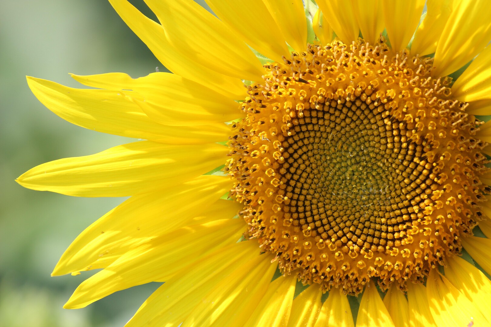 オータム🍁walker👣ひまわり🌻 / TETSUOさんのウォーキングの活動データ | YAMAP / ヤマップ