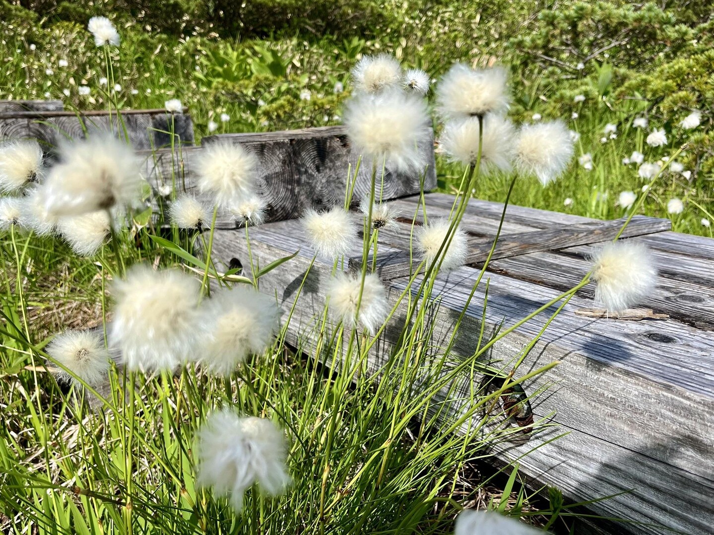 燧ヶ岳と尾瀬沼 / aji_sanさんの尾瀬・燧ヶ岳の活動データ | YAMAP / ヤマップ