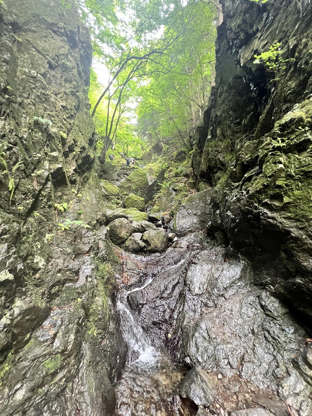 棒ノ嶺（棒ノ折山） / hacciさんの棒ノ折山（棒ノ嶺）の活動データ | YAMAP / ヤマップ
