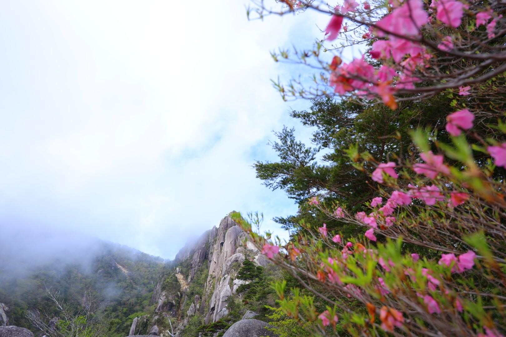 あけぼのツツジと大崩山 / K3さんの大崩山・五葉岳・新百姓山の活動日記 | YAMAP / ヤマップ