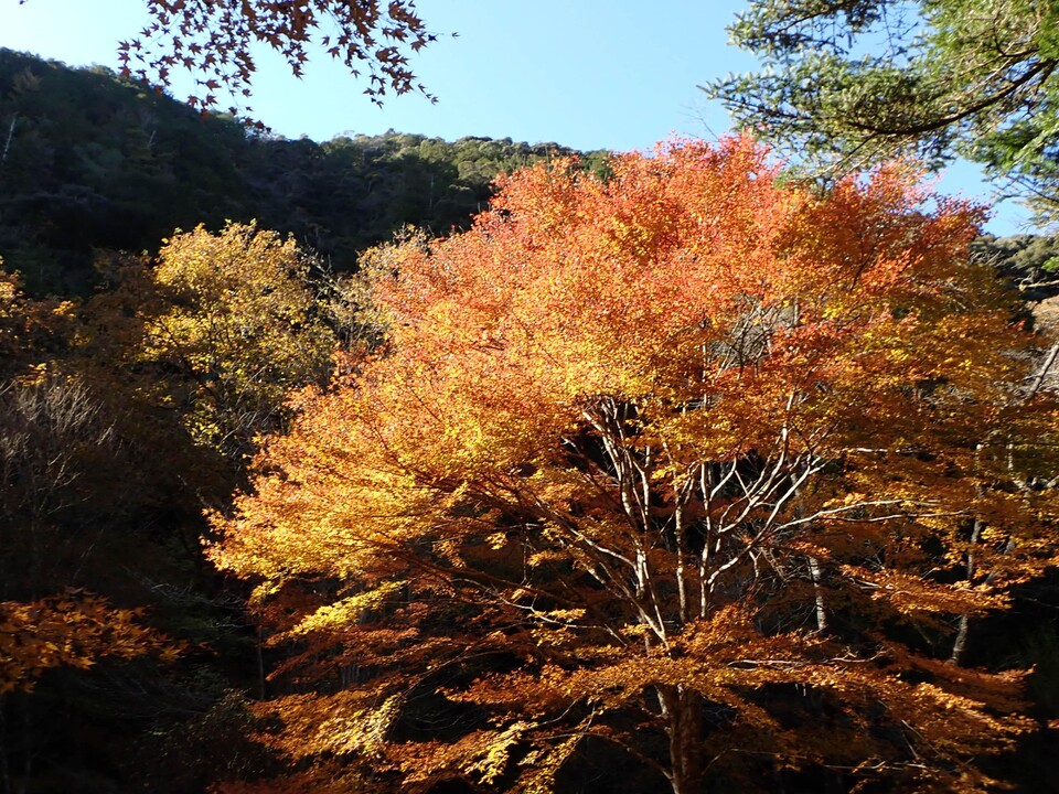 上臈岩-しゃくなげ自生地登り口 周回コースの地図・登山ルート・登山口情報 | YAMAP / ヤマップ