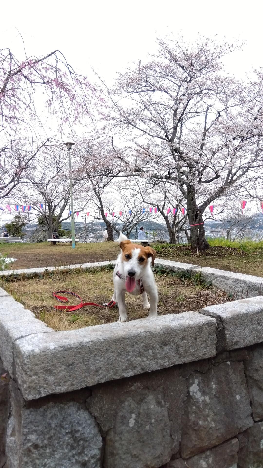 衣笠山⇔大楠山🌸お山歩 / Veenaさんの大楠山・武山・三浦富士の活動データ | YAMAP / ヤマップ